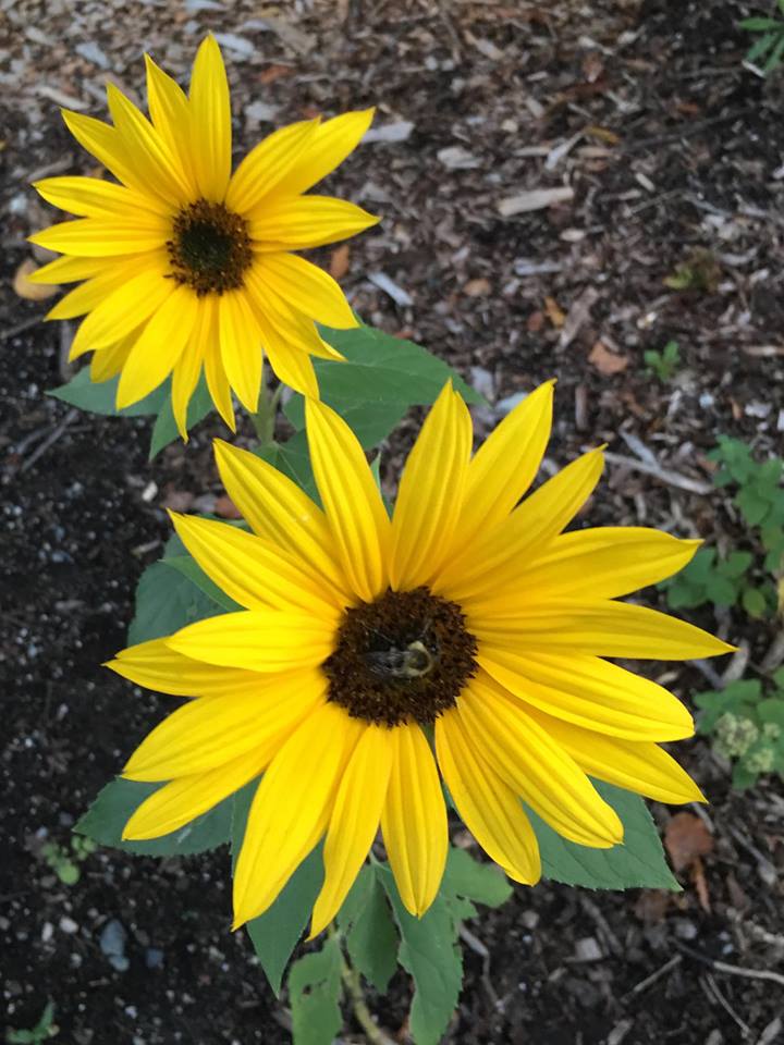 LEARNING FROM SUNFLOWER IN PRAYERS TO SUN GOD – Promod Puri.com